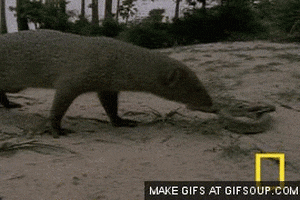 Mongoose GIFs - Get the best GIF on GIPHY