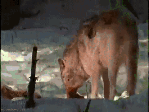 Snow Eating GIF - Find & Share on GIPHY