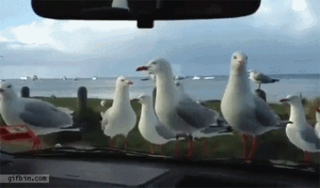 The Birds GIF - Find & Share on GIPHY