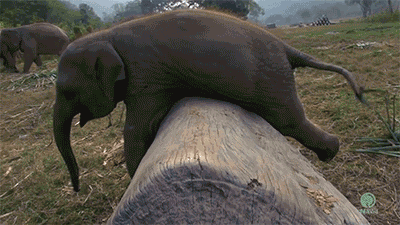 Baby Elephant GIF - Find & Share on GIPHY