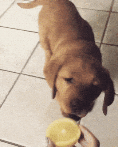 Lemon GIF - Find & Share on GIPHY