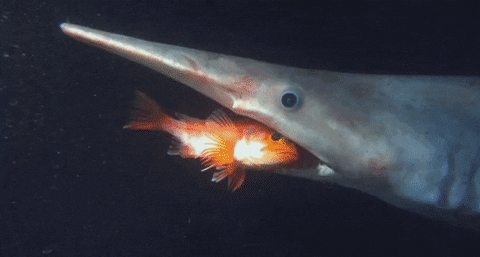 Shark GIF - Find & Share on GIPHY