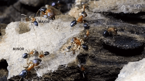 Ants GIF - Find & Share on GIPHY
