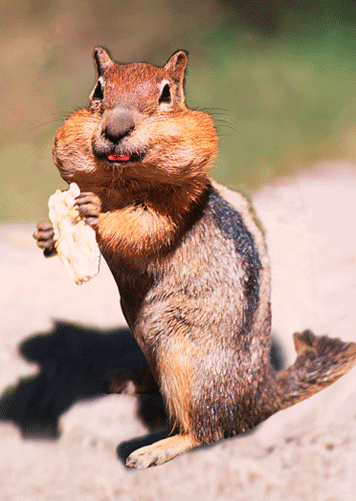 Chipmunk GIF - Find & Share on GIPHY