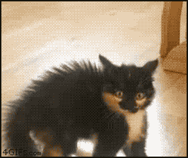 Scared Kitten GIF - Find & Share on GIPHY