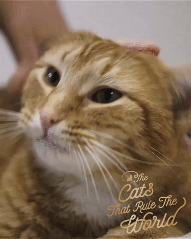 Cute Cat Cats Rule GIF by Sheba Official - Find & Share on GIPHY