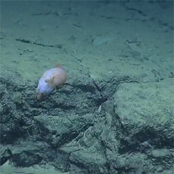 Marine Life Swimming GIF by HuffPost - Find & Share on GIPHY