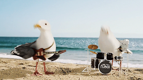 Seagull GIF - Find & Share on GIPHY
