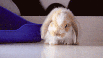 Tired Rabbit GIF - Find & Share on GIPHY