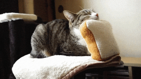 Cat Bread Gif