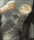Hungry Cat GIF - Find & Share on GIPHY