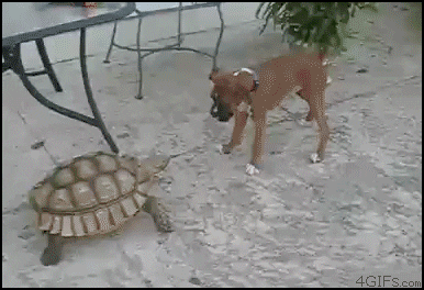 Turtles GIFs - Find & Share on GIPHY