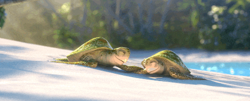 Turtle GIF - Find & Share on GIPHY