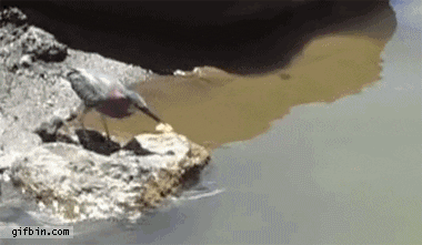 Bird Fishing GIF - Find & Share on GIPHY