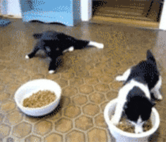 Cat Eating GIF - Find & Share on GIPHY