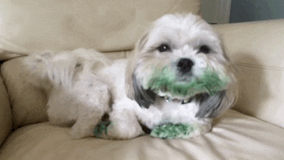 Animal Rescue GIF - Find & Share on GIPHY