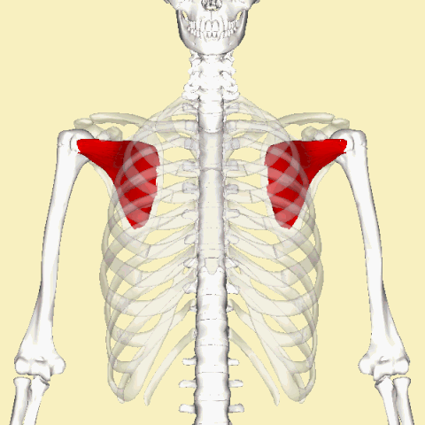 Muscle GIF - Find & Share on GIPHY