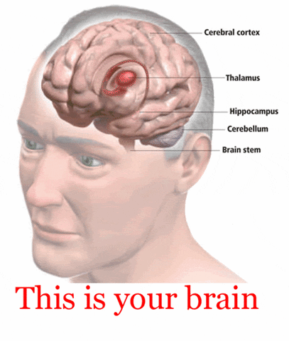 Brain GIF - Find & Share on GIPHY