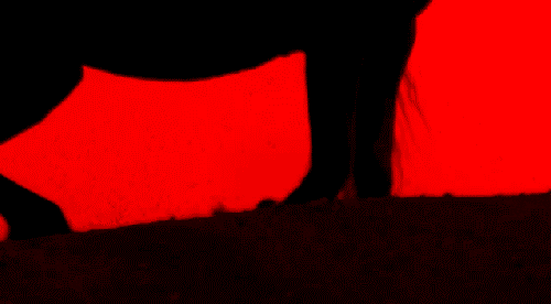 Red GIF - Find & Share on GIPHY