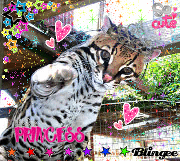 Ocelot GIF - Find & Share on GIPHY