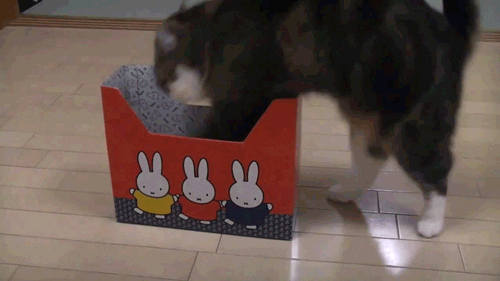 Domestic Animal Cat GIF - Find & Share on GIPHY