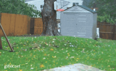 Tree GIF - Find & Share on GIPHY