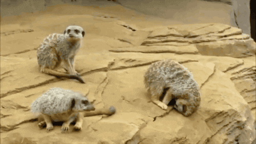 Meerkat GIF - Find & Share on GIPHY