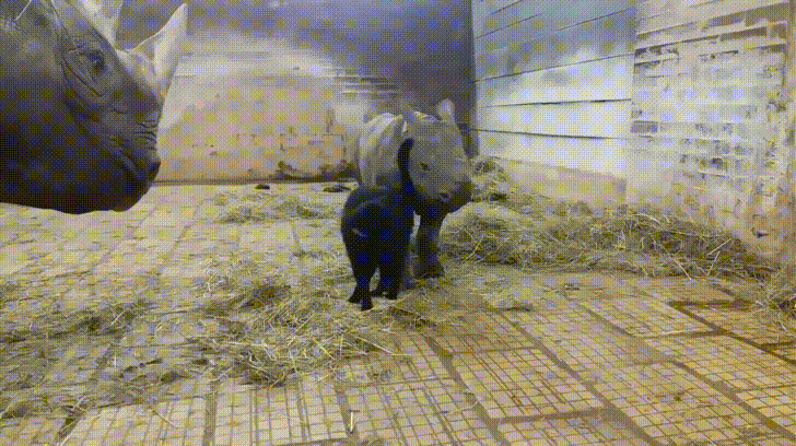 Rhino Charging Gif