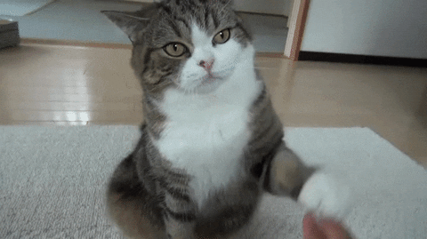 Cat Touching GIF - Find & Share on GIPHY