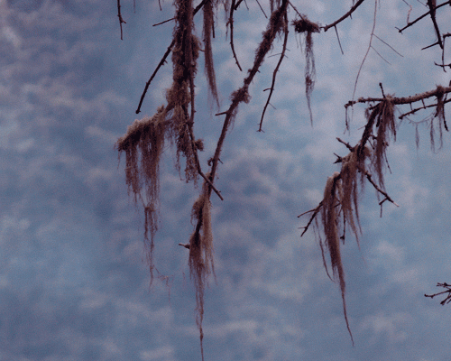 Animation Smoke GIF by Liaizon Wakest - Find & Share on GIPHY