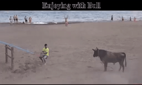 Bull Playing GIF - Find & Share on GIPHY