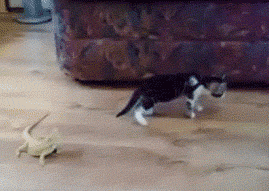 Cat Attack GIF - Find & Share on GIPHY