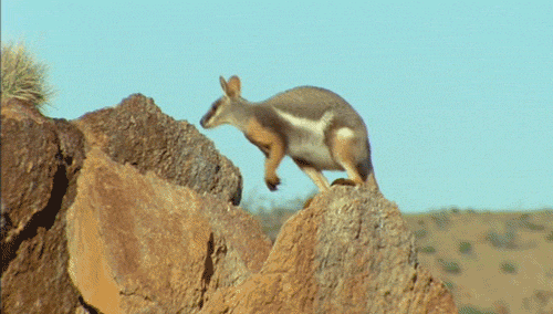 Kangaroo GIF - Find & Share on GIPHY