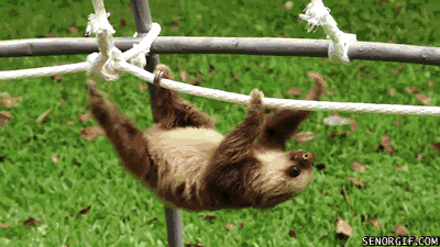 Sloths GIF - Find & Share on GIPHY
