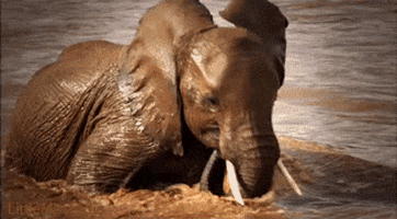 Elephant Splash GIF - Find & Share on GIPHY