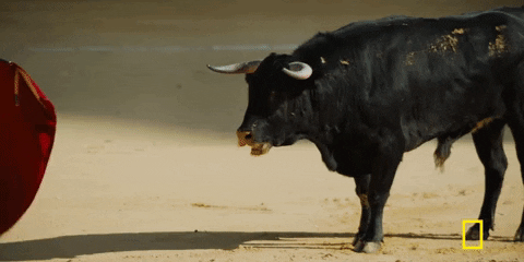 Wall Street Bull GIF by Jordan Lingohr - Find & Share on GIPHY