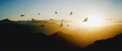 Eagles Scene GIFs - Find & Share on GIPHY