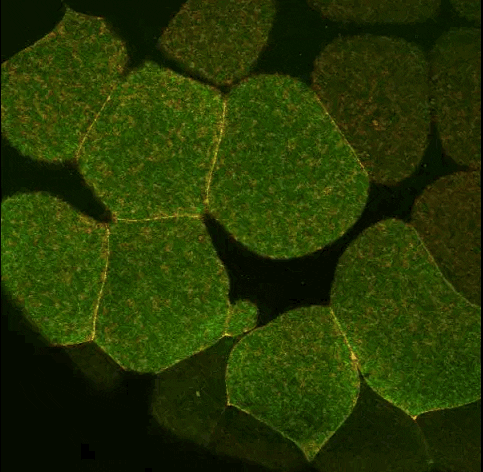 Biology GIF - Find & Share on GIPHY