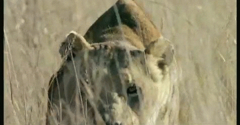 Hunt GIF - Find & Share on GIPHY