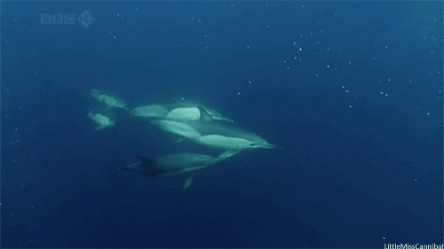 Underwater Animals Animated Gifs