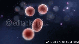 Cells GIF - Find & Share on GIPHY