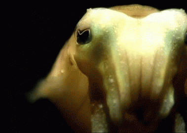 Cuttlefish Cephalopods GIF - Find & Share on GIPHY