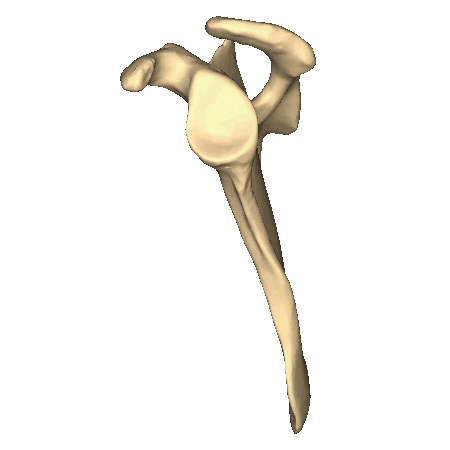 Bones Sticker for iOS & Android | GIPHY