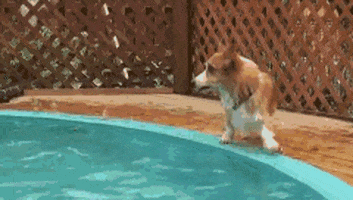 Puppy Fail Falling GIF - Find & Share on GIPHY