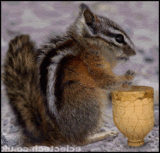 Chipmunk GIF - Find & Share on GIPHY