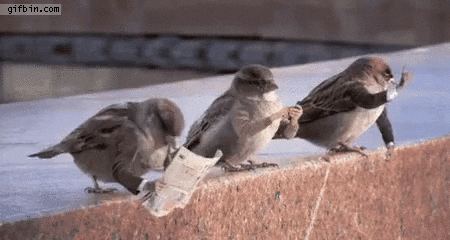 Birds GIF - Find & Share on GIPHY
