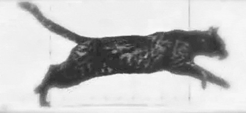 Eadweard Muybridge Running GIF by hoppip - Find & Share on GIPHY
