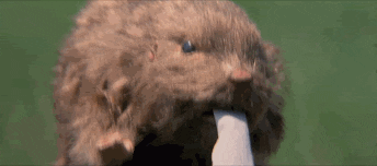 Gopher Chucks GIFs - Find & Share on GIPHY