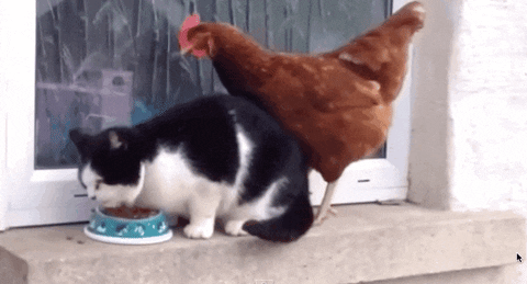 Chicken GIF - Find & Share on GIPHY
