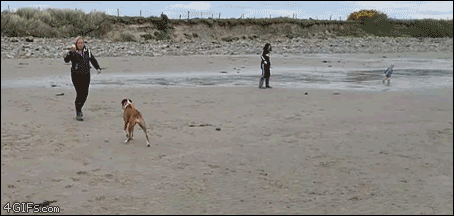 Fetch GIF - Find & Share on GIPHY